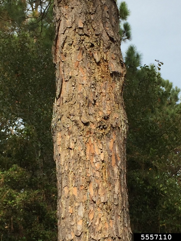 pitch canker (Fusarium circinatum Nirenberg & O'Donnell)