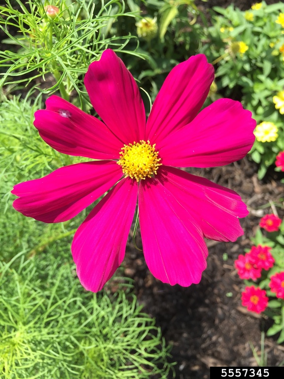 cosmos (Genus Cosmos Cav.)