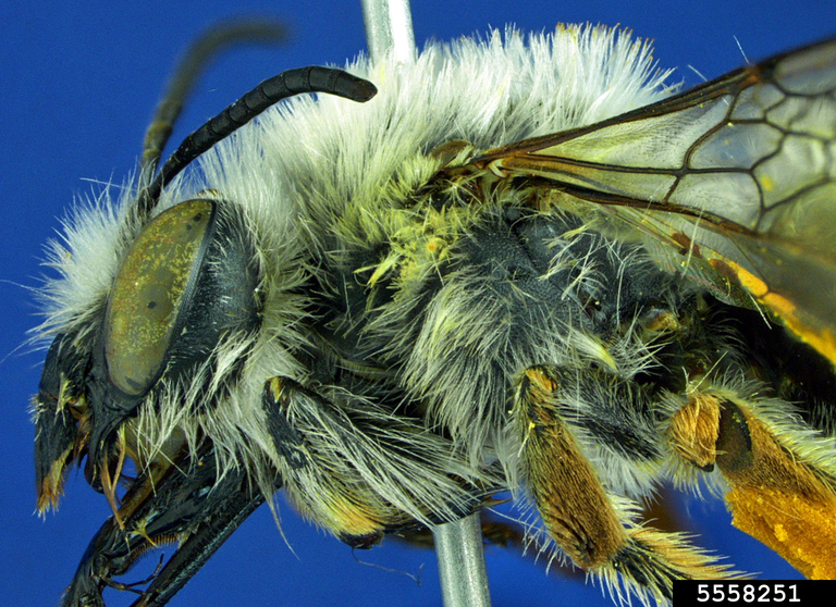 long-horned bee (generic) (Eucera amsinckiae (Timberlake, 1969))