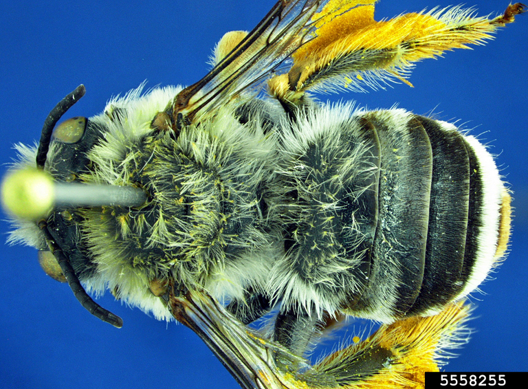 long-horned bee (generic) (Eucera amsinckiae (Timberlake, 1969))