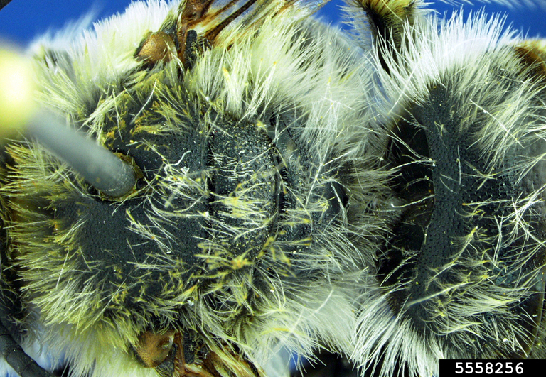 long-horned bee (generic) (Eucera amsinckiae (Timberlake, 1969))