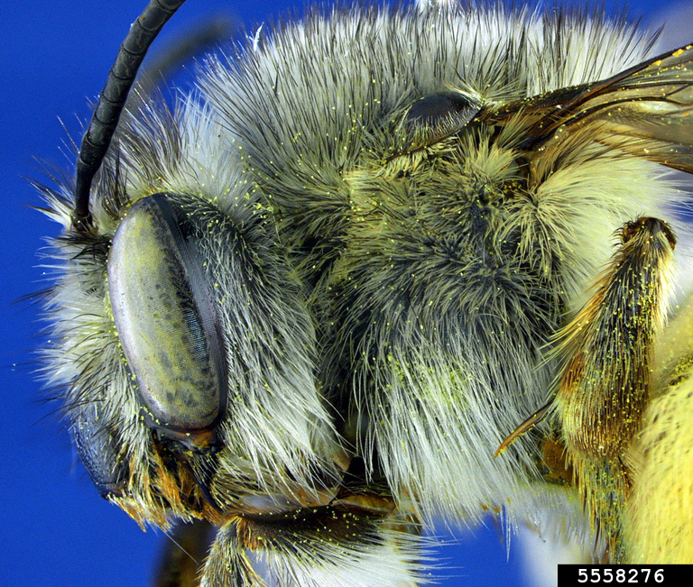 gray digger Bee (Habropoda depressa)