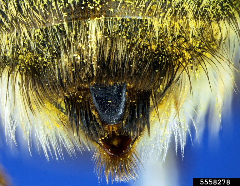 gray digger Bee (Habropoda depressa Fowler, 1899)