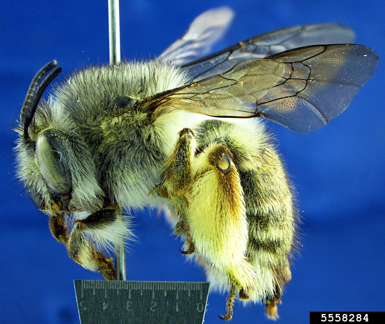 gray digger Bee (Habropoda depressa Fowler, 1899)