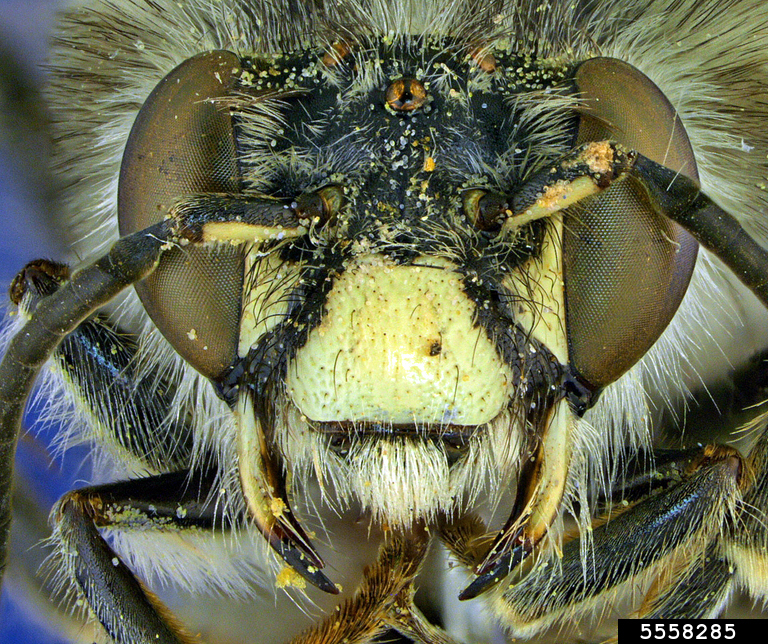 gray digger Bee (Habropoda depressa)