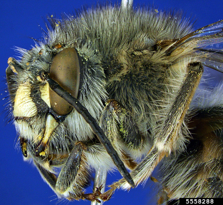 gray digger Bee (Habropoda depressa Fowler, 1899)