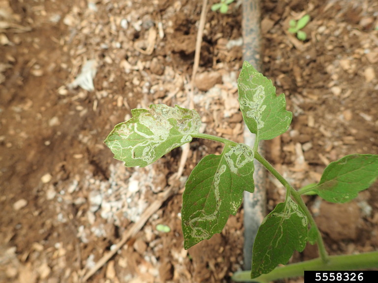 tomato leafminer (Tuta absoluta)