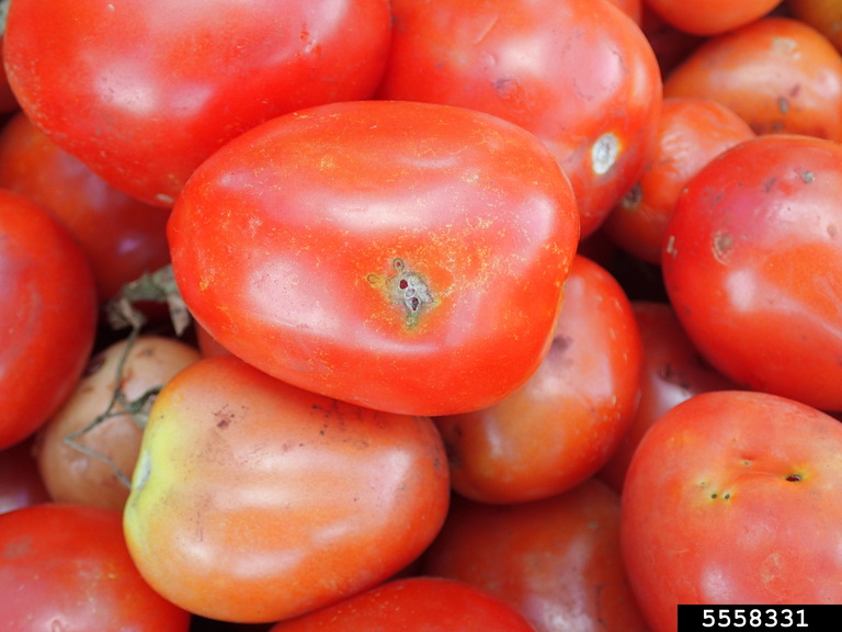 tomato leafminer (Tuta absoluta)