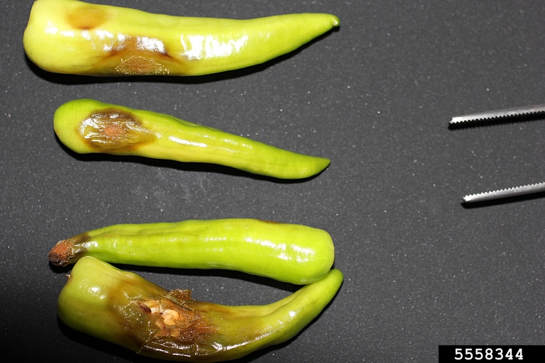 chili anthracnose (Colletotrichum capsici (Syd.) E.J. Butler & Bisby)