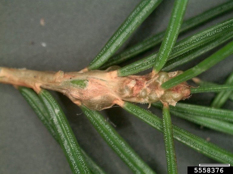 Norway spruce shoot gall midge (Piceacecis abietiperda (Henschel, 1880))