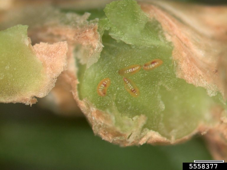 Norway spruce shoot gall midge (Piceacecis abietiperda)