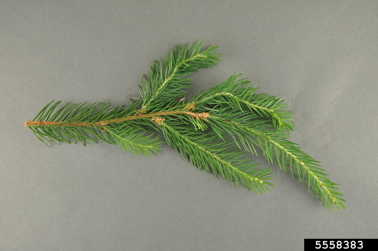 Norway spruce shoot gall midge (Piceacecis abietiperda)