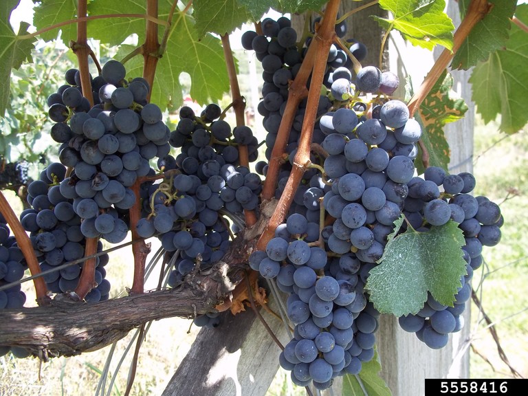 grape (Genus Vitis L.)