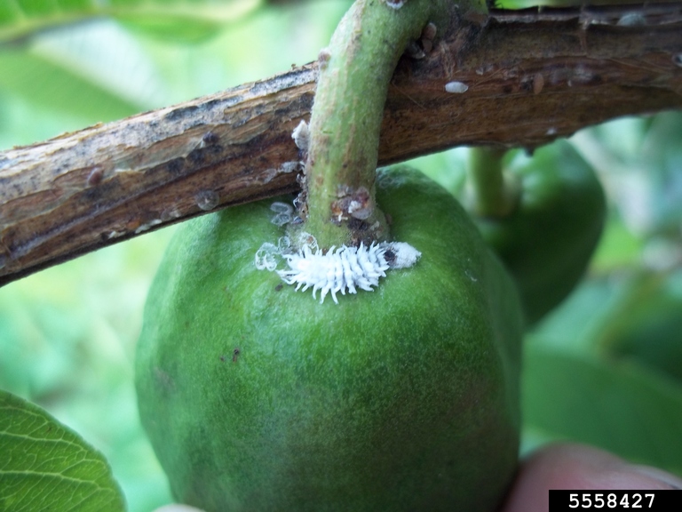 cochineal scales on guava (Psidium guajava ) - 5558427