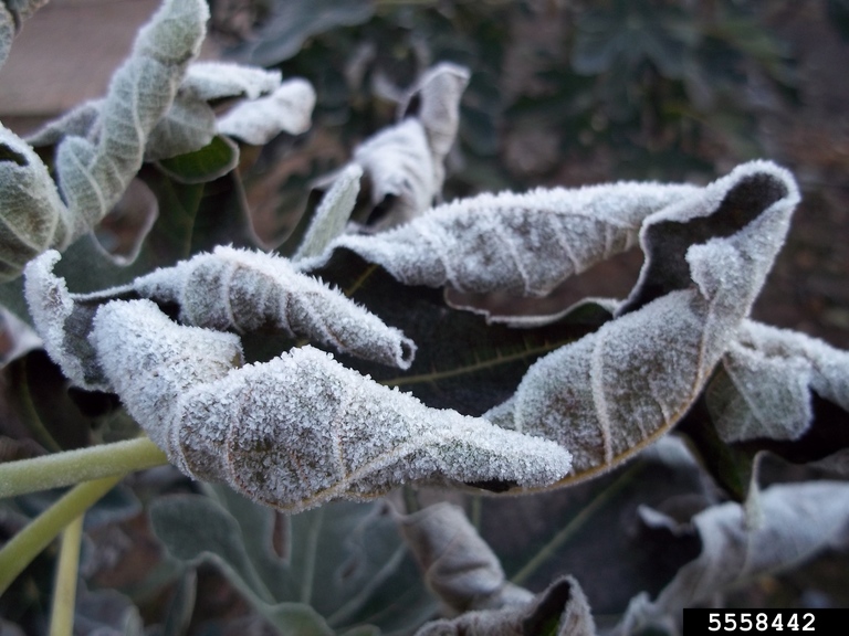 frost and winter injury (general)