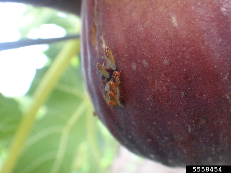fig fruit fly (Zaprionus indianus)