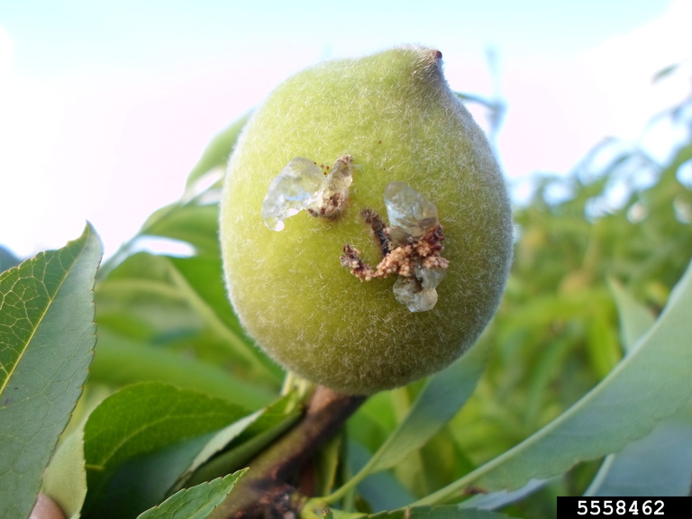 Oriental fruit moth (Grapholita molesta (Busck, 1916))