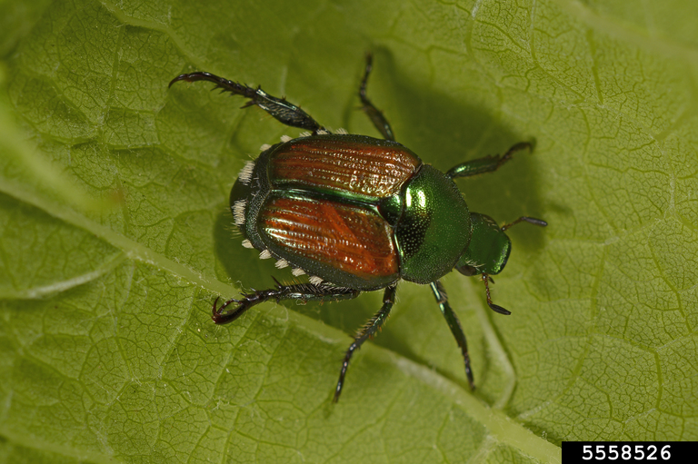 Japanese beetle (Popillia japonica Newman, 1841)