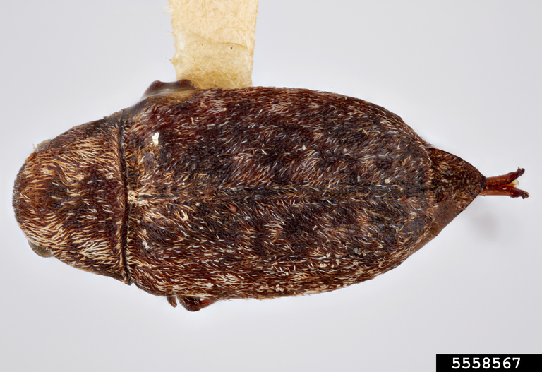 fungus weevil (Araecerus varians Jordan)