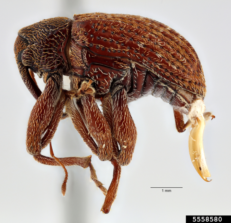 small avocado seed weevil (Conotrachelus aguacatae)