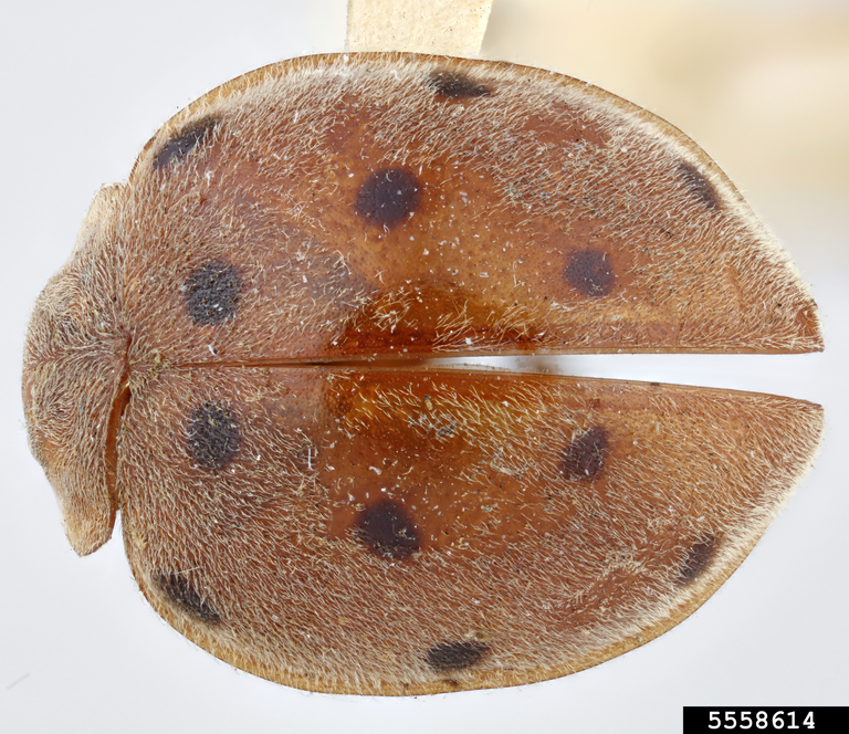 beetle (Epilachna philippinensis ssp. remota)