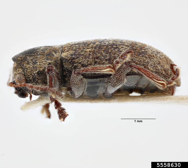 southern corn leaf beetle (Myochrous cyphus)