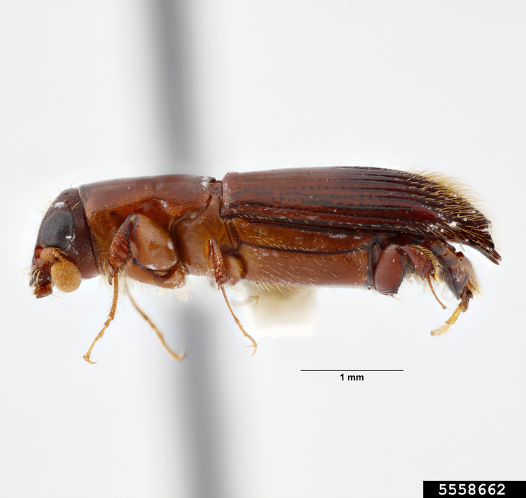 pinhole borer, Platypus omnivorus (Coleoptera: Curculionidae) - 5558662