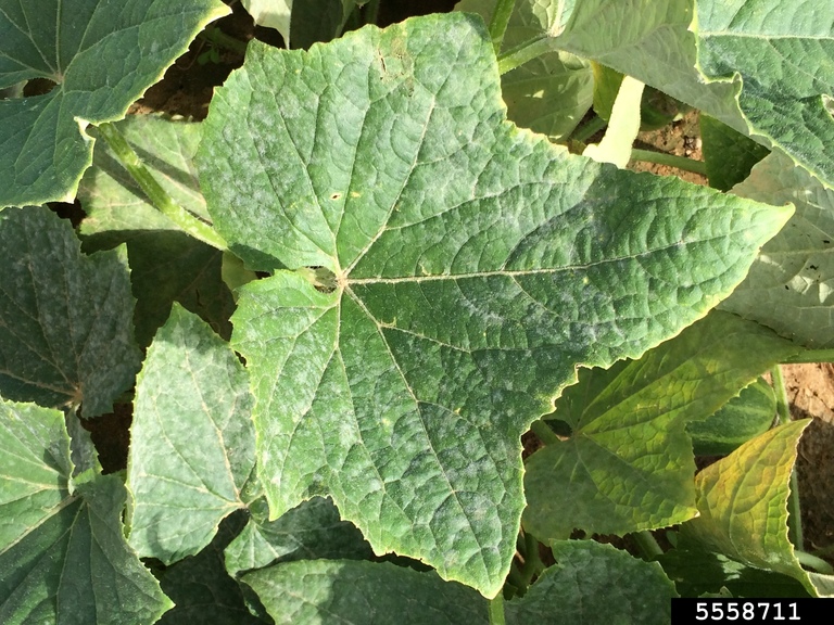 powdery mildews (Family Erysiphaceae)