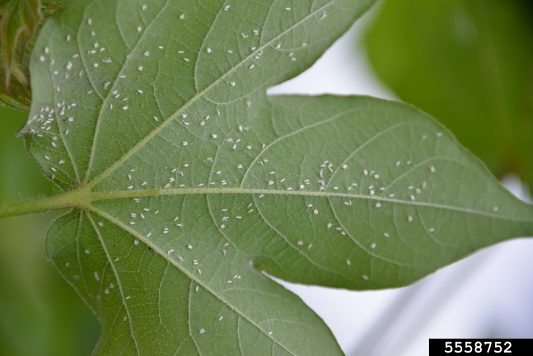 silverleaf whitefly (Bemisia argentifolii Bellows and Perring, 1994)