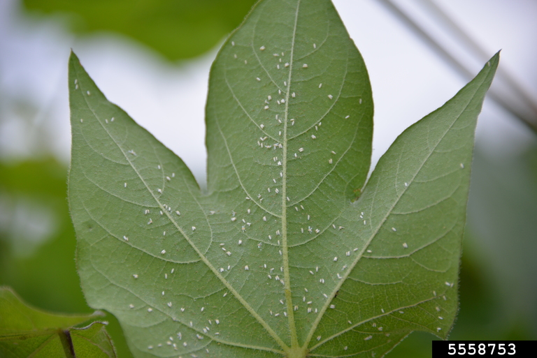 silverleaf whitefly (Bemisia argentifolii Bellows & Perring, 1994)