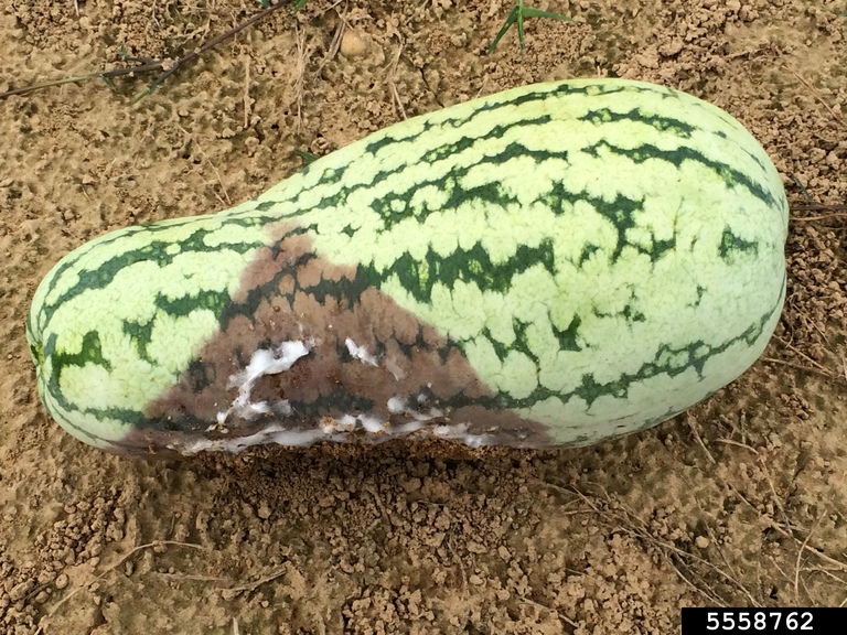 Pythium diseases (Genus Pythium)