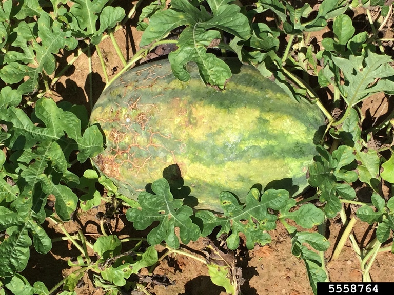 bacterial fruit blotch (Acidovorax avenae ssp. citrulli) on watermelon ...