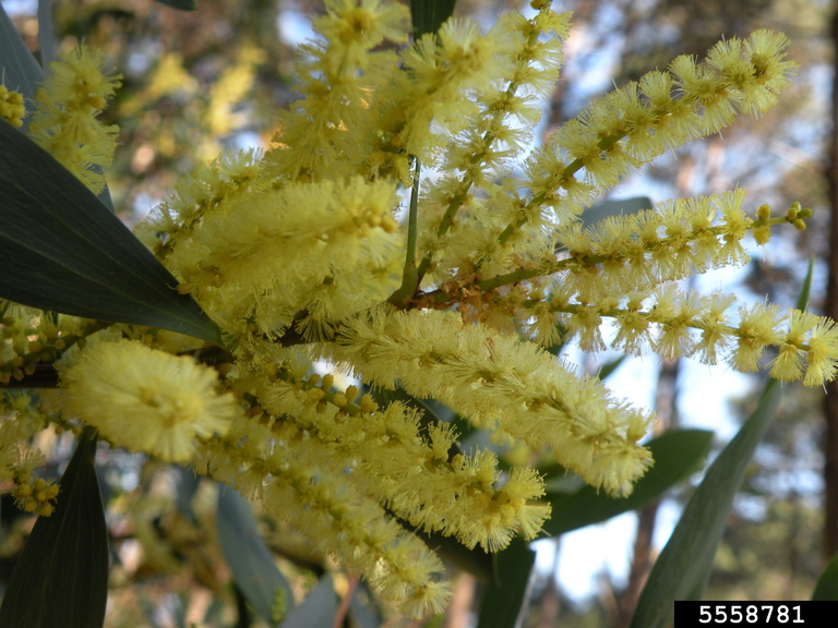 Sydney golden wattle (Acacia longifolia)