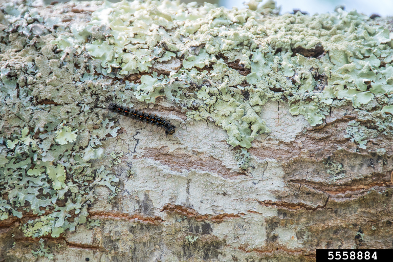spongy moth (formerly gypsy moth) (Lymantria dispar)