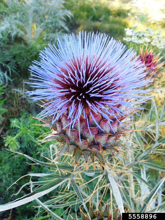 cardoon (Cynara cardunculus L.)