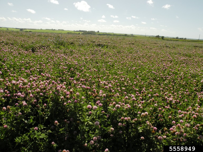 red clover (Trifolium pratense L.)