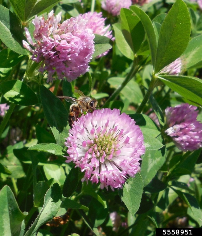red clover (Trifolium pratense L.)