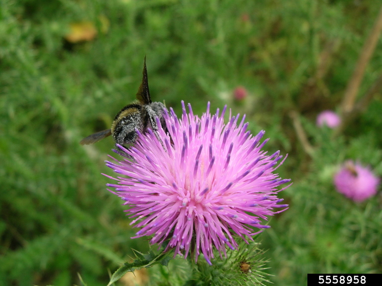 bull thistle (Cirsium vulgare (Savi) Ten.)