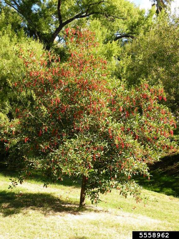 fiddlewood (Citharexylum montevidense (Spreng.) Moldenke)