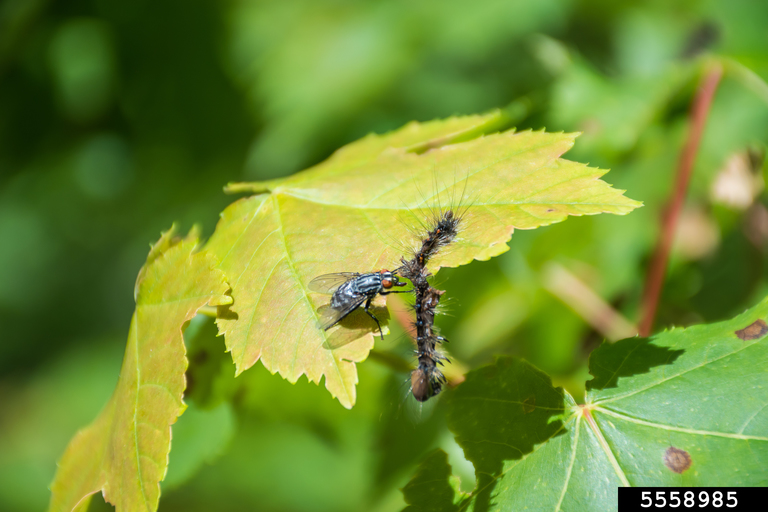 Subfamily Exoristinae