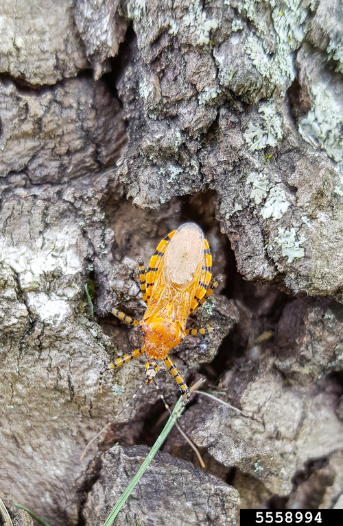 assassin bugs (Family Reduviidae)