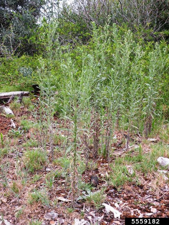 Argentine fleabane (Erigeron bonariensis L.)