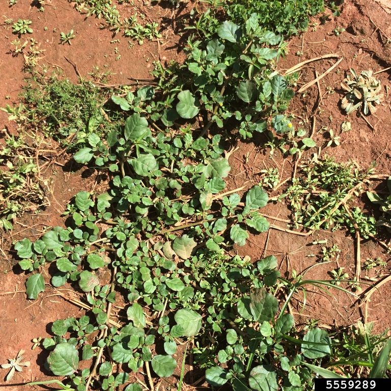 horse purslane (Trianthema portulacastrum L.)