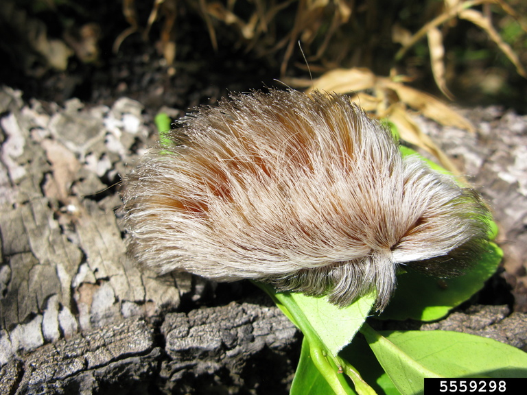 flannel moths (Genus Megalopyge)