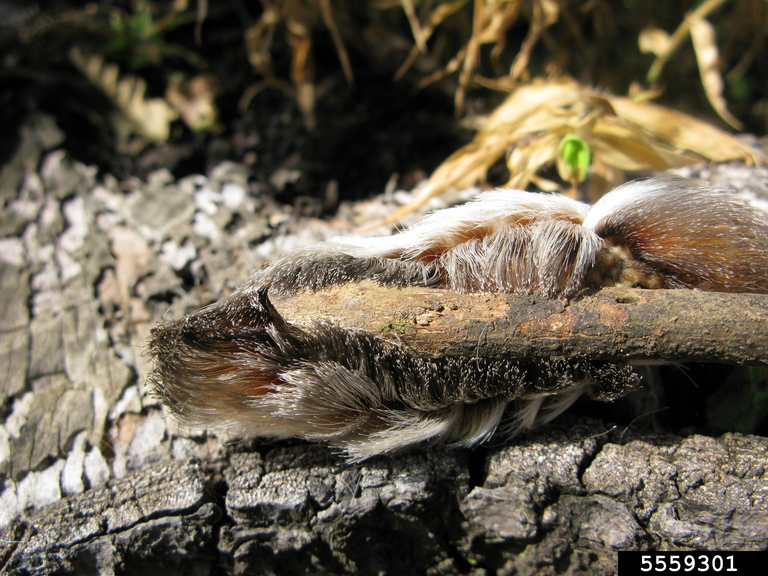 flannel moths (Genus Megalopyge)