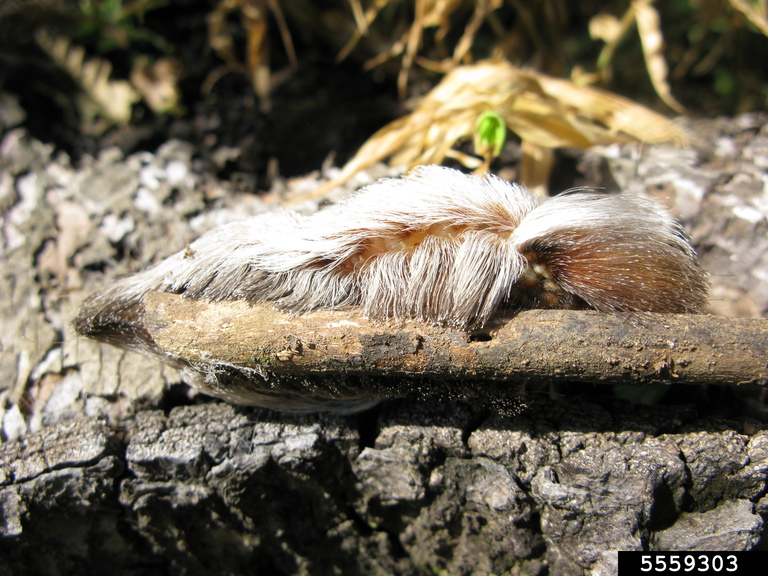 flannel moths (Genus Megalopyge Hübner, 1820 )