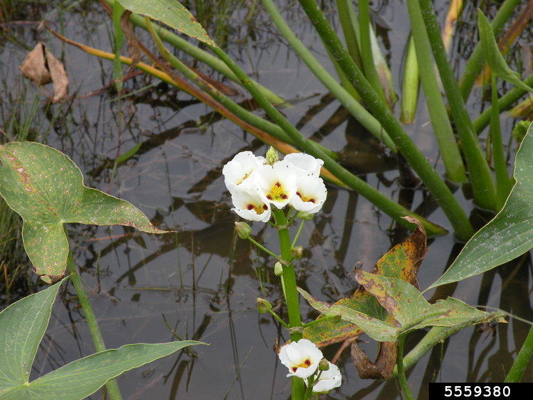 California arrowhead (Sagittaria montevidensis Cham. & Schlecht.)