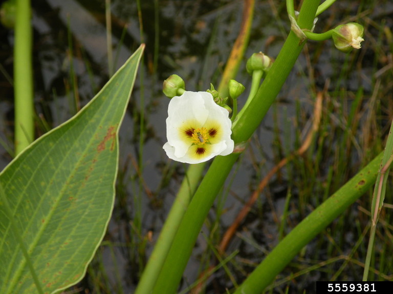 California arrowhead (Sagittaria montevidensis)