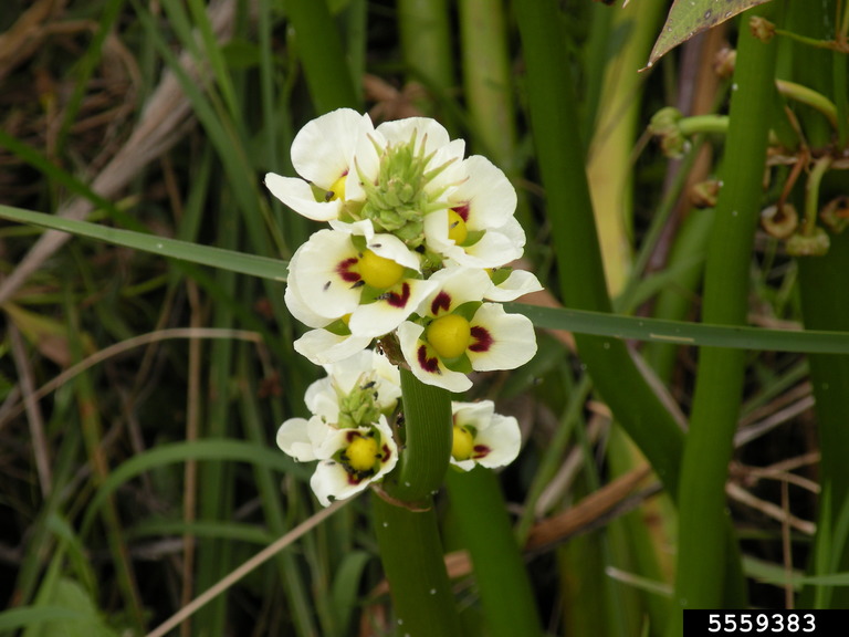 California arrowhead (Sagittaria montevidensis Cham. & Schlecht.)