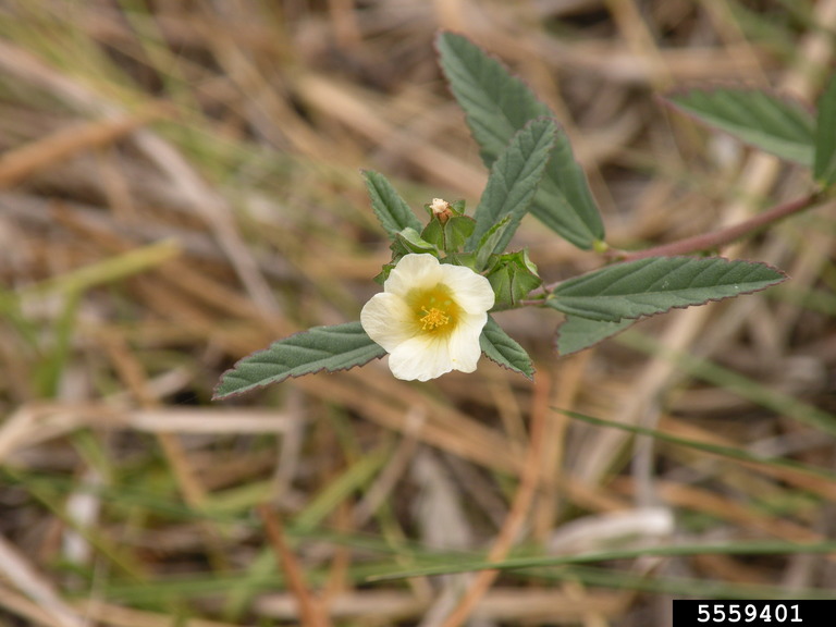 arrowleaf sida (Sida rhombifolia L.)